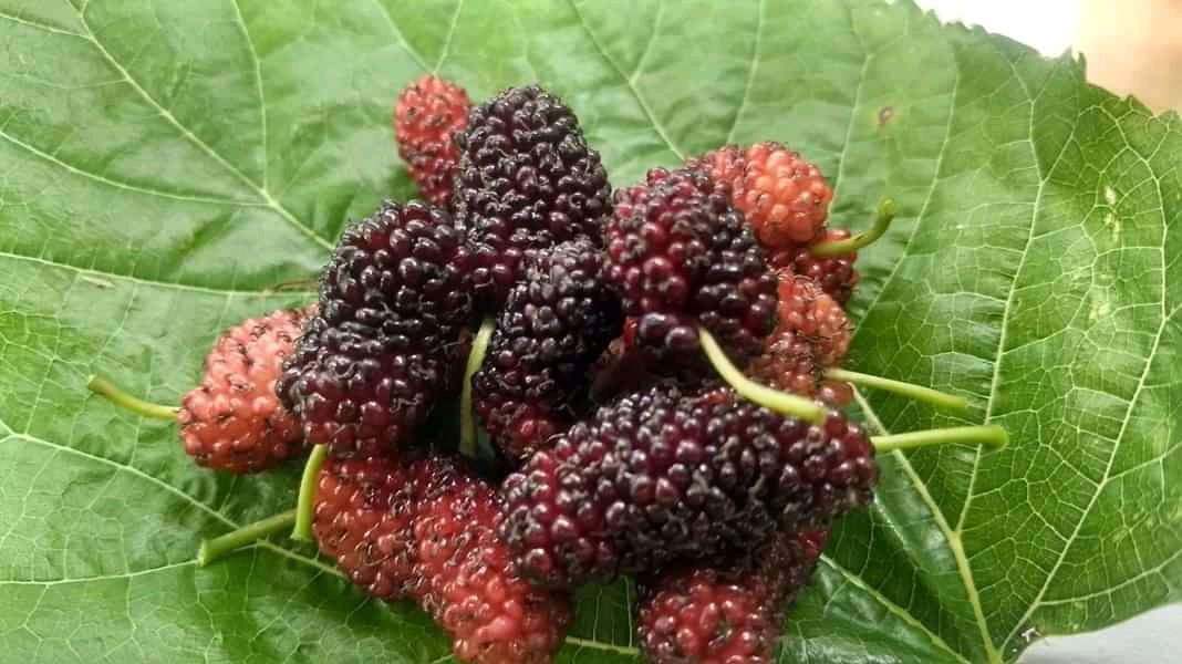 Foraging for mulberries! – Wranghams